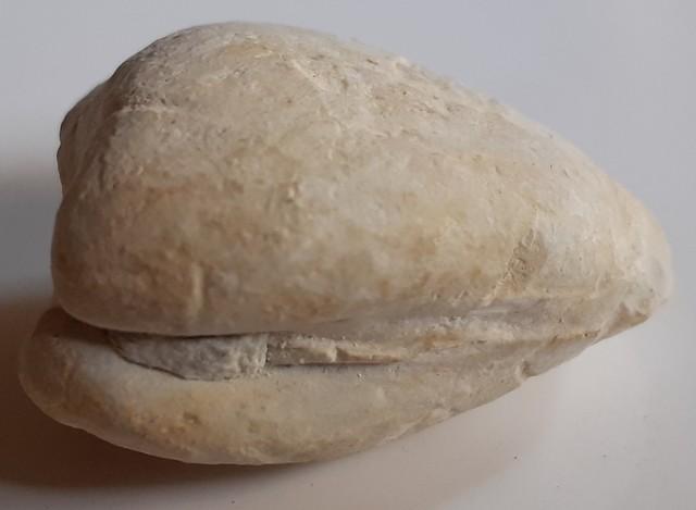 Milanuncios - FÓsil bivalvo. concha 40x22x31 mm Nº3