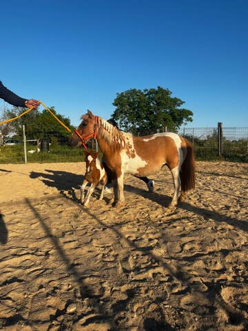 Milanuncios - preciosa poni kon henbra