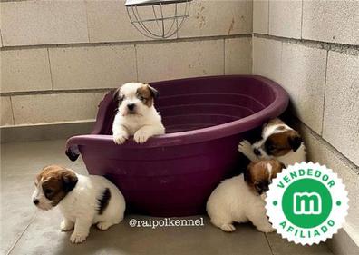 Milanuncios - Cachorros Jack Russell Terrier