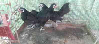 Milanuncios - Parejas de gallinas java