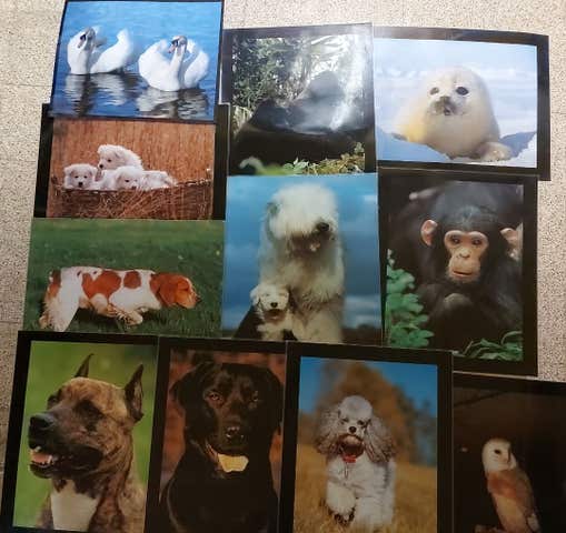 Milanuncios - Laminas perros/Cisne/Foca/Monos