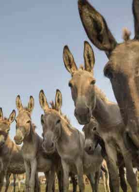 Burros en venta | Milanuncios