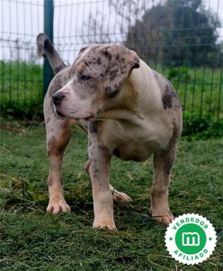 American bully merle Perros en adopción, compra venta de accesorios y ...