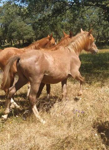 Milanuncios - potro pura raza árabe 1 año