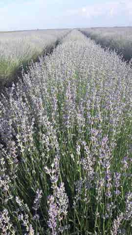 Milanuncios - plantas de lavanda 2026-2027
