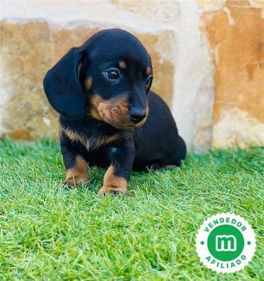 Teckel miniatura Perros en adopción, compra venta de accesorios y ...
