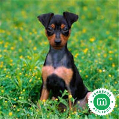 Milanuncios - MINI PINCHER