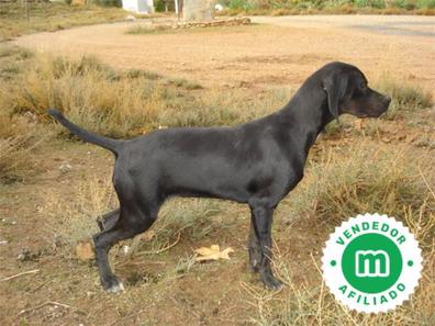 Pointer en adopción. Compra venta y regalo de cachorros y perros en ...