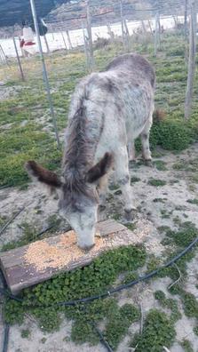 Milanuncios - Burro y burra