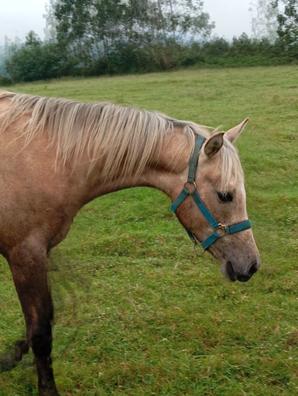 Potros en venta en Carrastrada (Alfoz de Lloredo) | Milanuncios