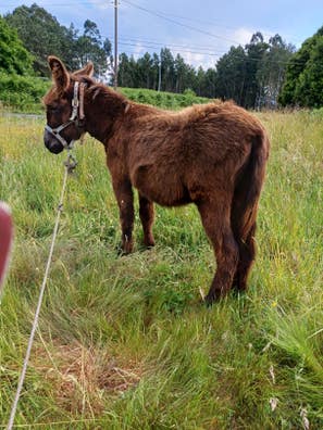 Milanuncios - burro de 2 años.castrado
