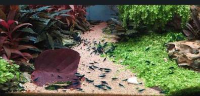 Milanuncios - Gambas Neocaridinas azules