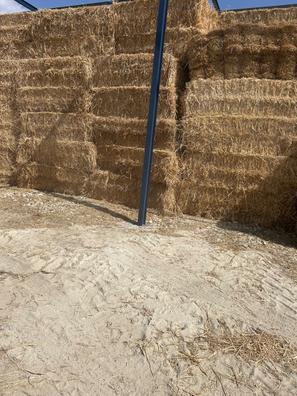 Milanuncios - HENO AVENA