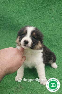 Border collie en venta en Andalucía | Milanuncios