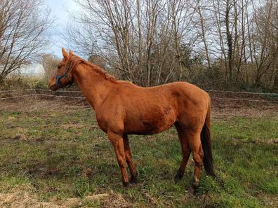 Compra venta de caballos, transporte y monturasde segunda mano en Lugo ...