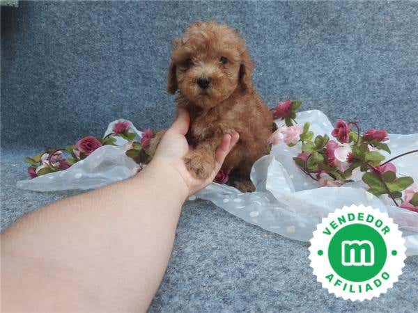 Milanuncios - PRECIOSOS CANICHE ROJO LINEA TOY
