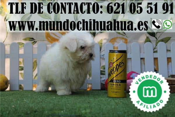 Milanuncios - PRECIOSOS BICHON MALTES LINEA TOY