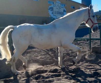 Caballos domados Caballosen venta . Comprar y vender caballos a buen ...
