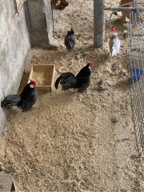 MILANUNCIOS | Gallinas java Mascotas en adopción y accesorios de ...