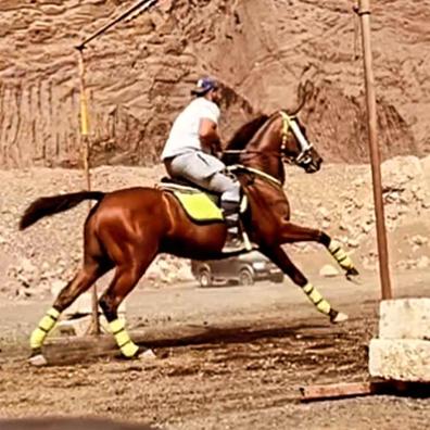Caballosen venta . Comprar y vender caballos a buen precio en Canarias ...