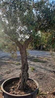 Oliveras Plantas de segunda mano baratas | Milanuncios