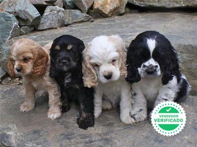 MILANUNCIOS | Cocker en adopción. Compra venta y regalo de cachorros y ...