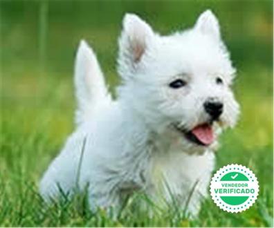 MILANUNCIOS | Perros en adopción, compra venta de accesorios y ...