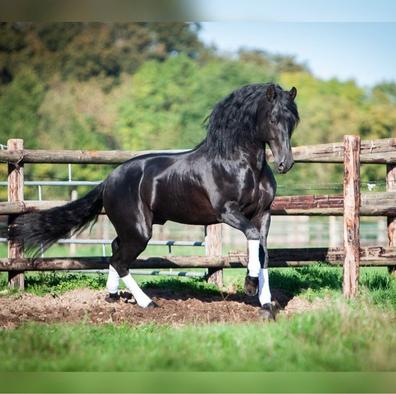 Potros. Compra venta de potros al mejor precio y adopción | Milanuncios