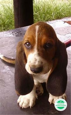 MILANUNCIOS | Basset Hound en adopción. Compra venta y regalo de ...