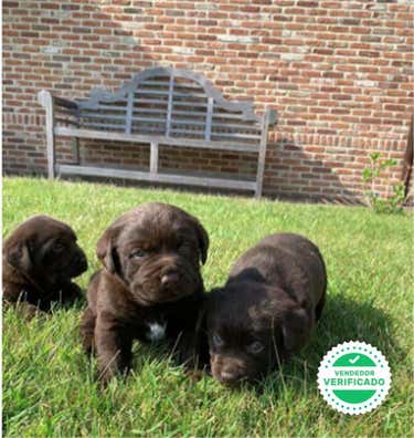 MILANUNCIOS | Cachorros labrador Labradores en adopción. Compra venta y ...