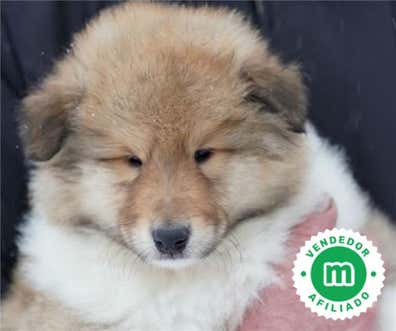 Rough collie Perros en adopción, compra venta de accesorios y servicios ...