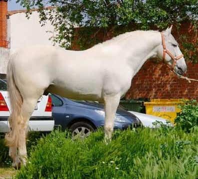 MILANUNCIOS | Perla Caballosen venta . Comprar y vender caballos a buen ...