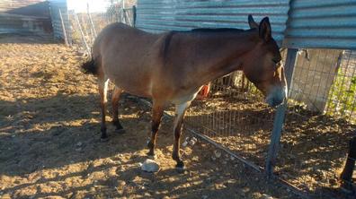 MILANUNCIOS | Mulas. Compra venta de mulas al mejor precio y adopción