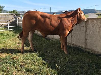 Milanuncios - Novillo, Vaca, Toro, Limusin, Limousin