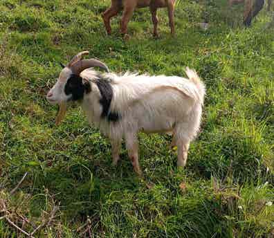 Cabras en venta | Milanuncios