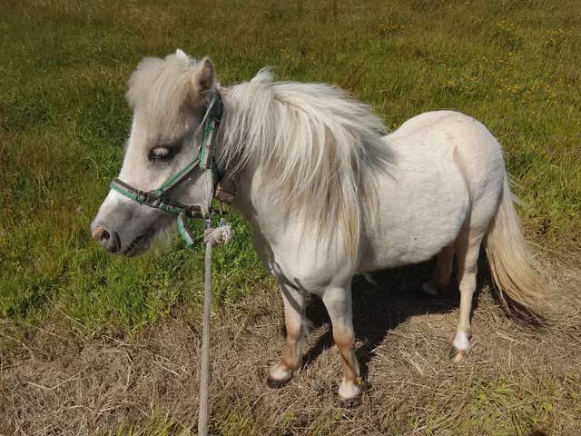 Milanuncios - Poni palomina