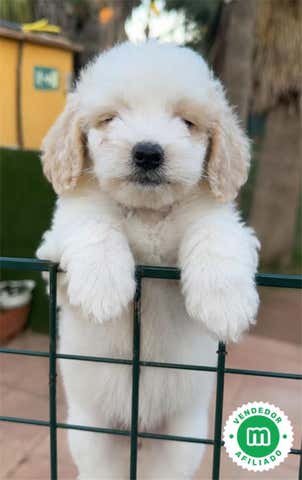 Milanuncios - MALTIPOO - MALTES & CANICHE