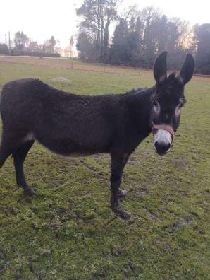 Burros en venta en Palas de Rei/Palas de Rey | Milanuncios