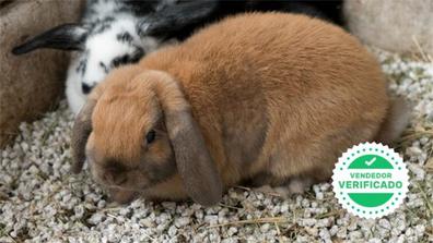 MILANUNCIOS | Belier Conejos y liebres en adopción y comnpra venta ...