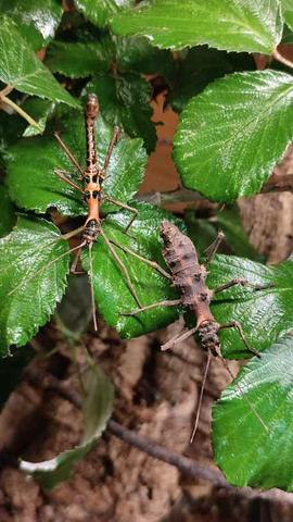 Milanuncios - insecto corteza