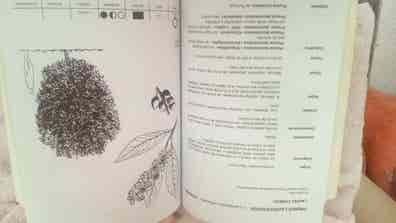 Deodendron | Milanuncios