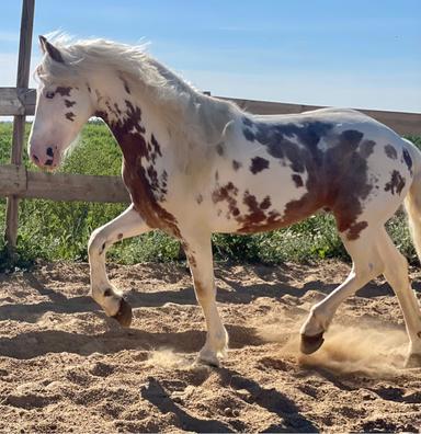 Caballos domados Caballosen venta . Comprar y vender caballos a buen ...