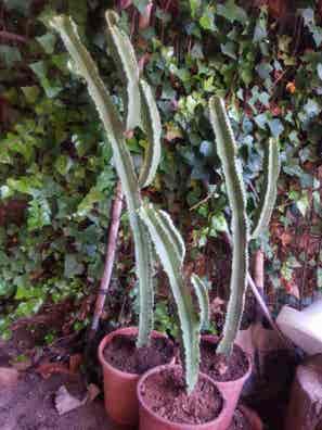 Plantas de segunda mano | Milanuncios