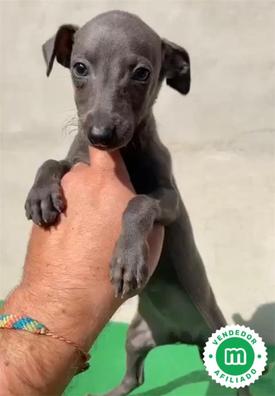 Italiano Galgos en adopción. Compra venta y regalo de cachorros y ...