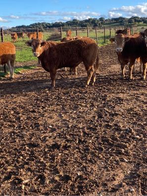 Limusines en venta | Milanuncios