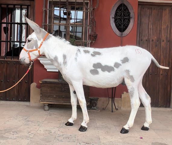 Milanuncios - BURRO PIO