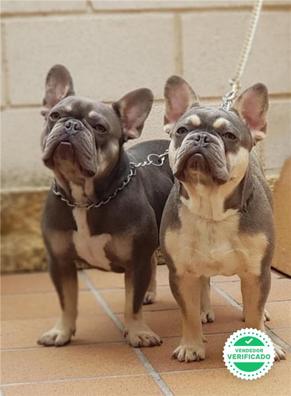 MILANUNCIOS | Montas de perro. Reproducción y cría de perros de raza