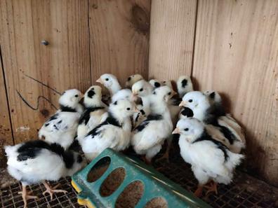 Pollitos recien nacidos en venta | Milanuncios