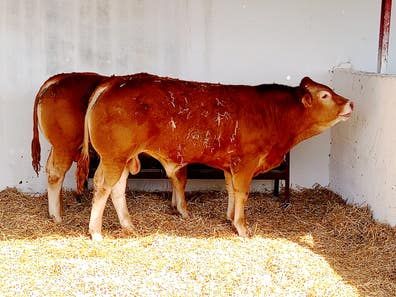 Vacas en venta en San Pedro de Merida | Milanuncios
