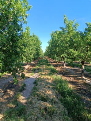 Milanuncios - Finca de 5,5ha de almendro en producción